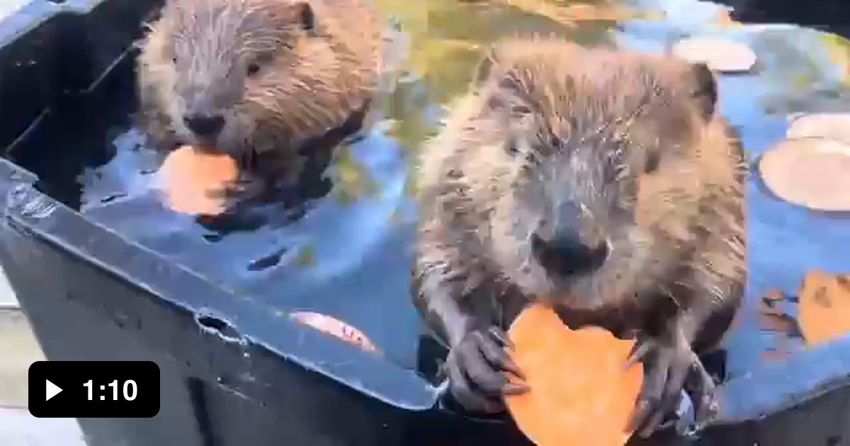 A couple of rescue beavers enjoying sweet potato snacks - 9GAG