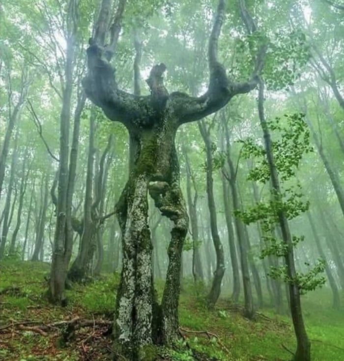 A Tree Man - 9GAG