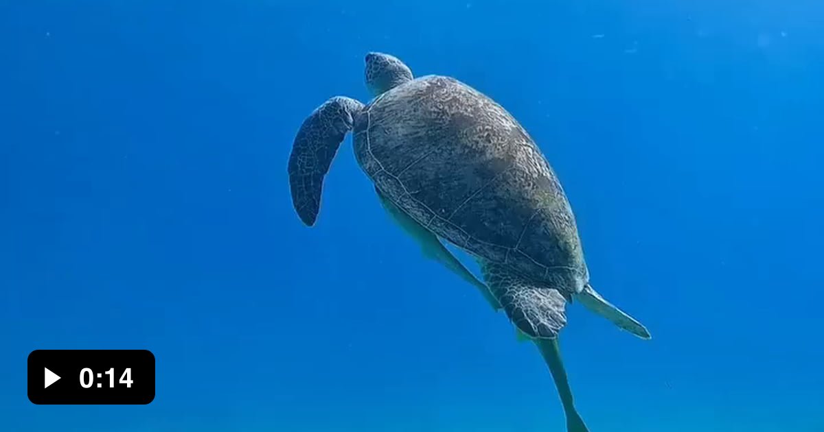 Sea turtle pooping - 9GAG