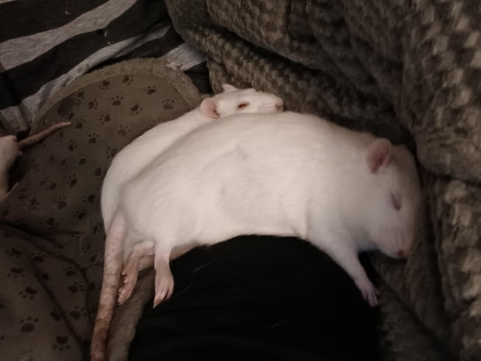 Of a rat, Dotty - 9GAG