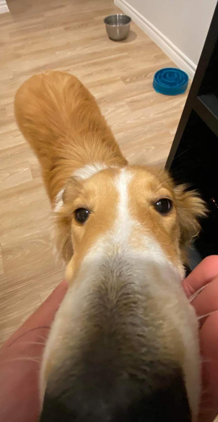 The snootiest snoot that snooted - 9GAG