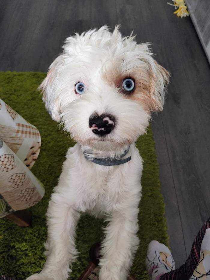 My lovely dog (Fanta) - 9GAG