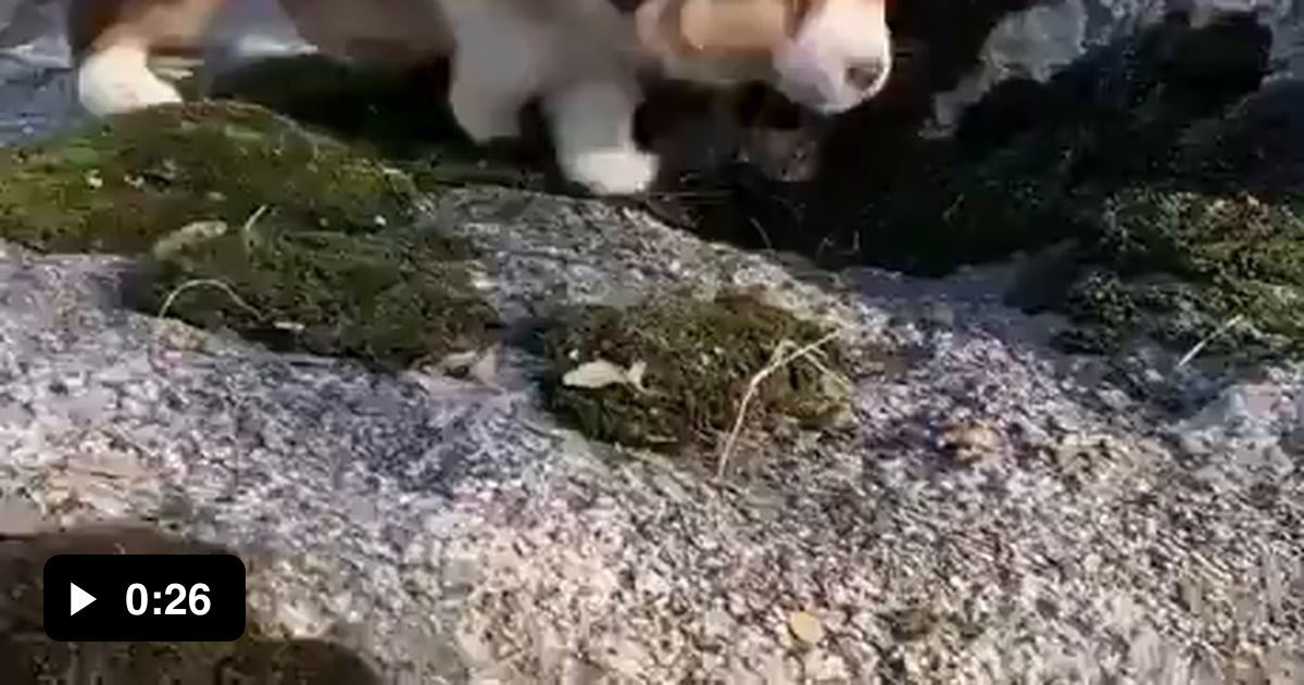 Lil wannabe wolf - 9GAG