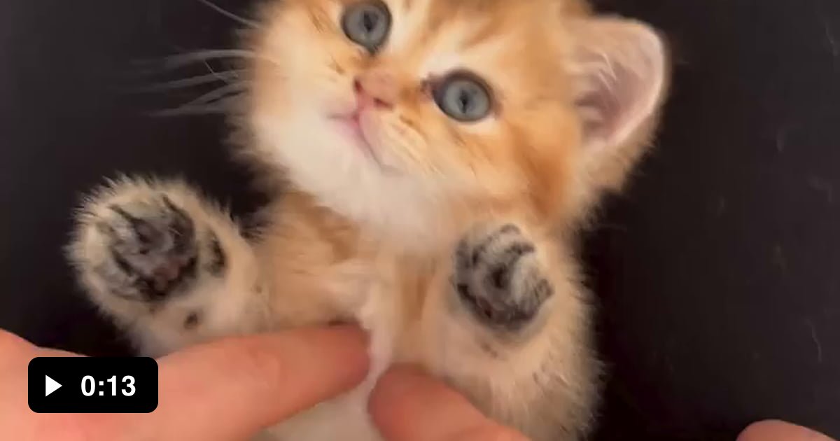 Purrfectly smol - 9GAG