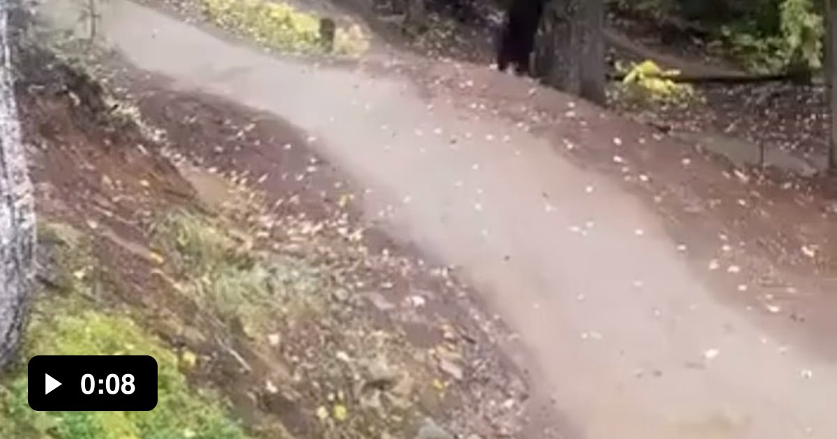 Beas is like. This used to be a nice forest - 9GAG