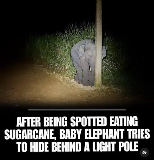 Caught in the act, attempting a very subtle hide. - 9GAG