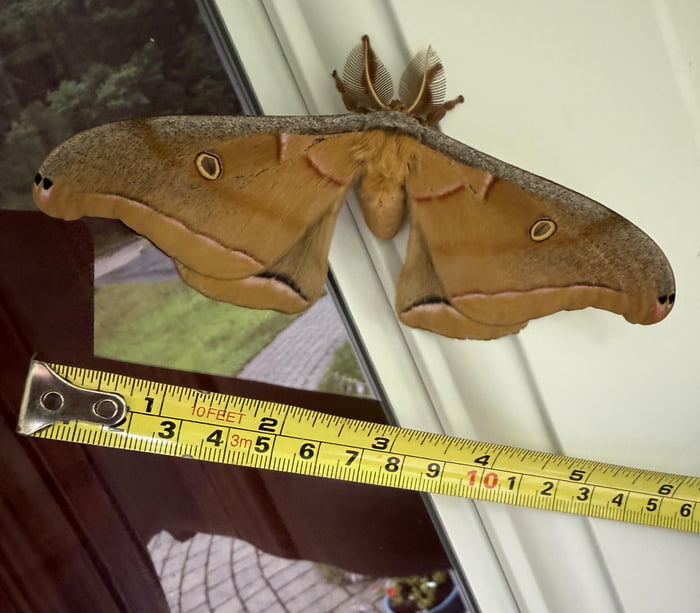 This giant moth is truly impressive. Its size is quite remarkable ...