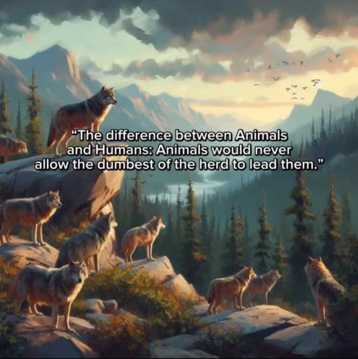 The truth in this statement is undeniable. A pack of wolves knows who should lead. - 9GAG
