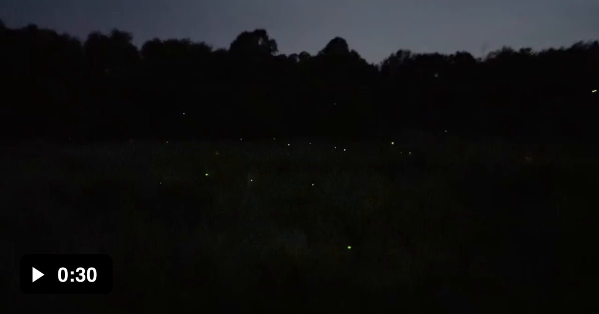 A beautiful evening display of fireflies - 9GAG