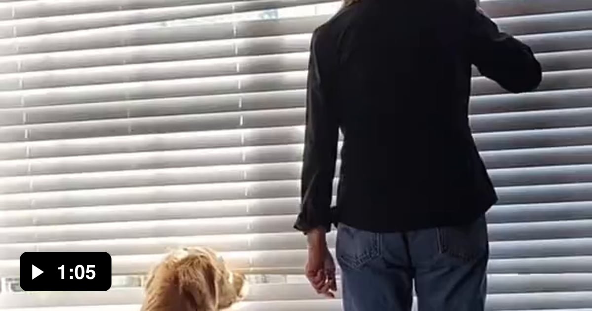 Good doggo mocking their hairless two-legged hoomuns - 9GAG