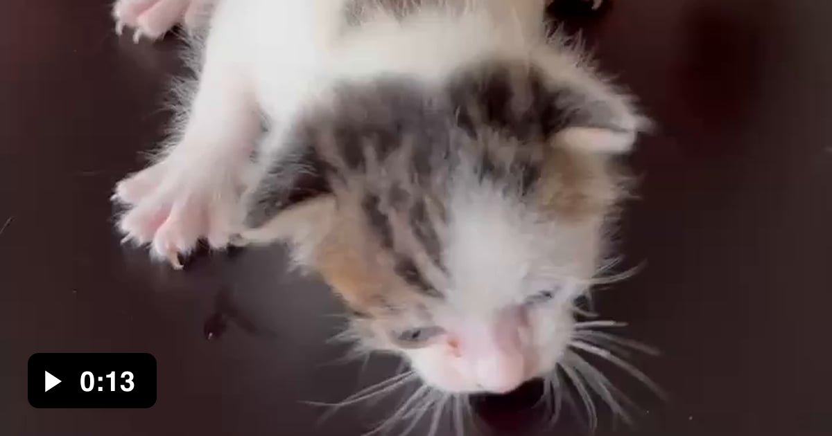 Extra Smol and Extra Loud - 9GAG