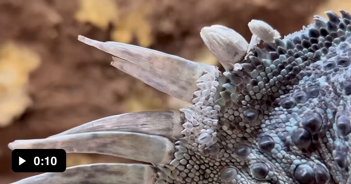 It has been crowned - 9GAG