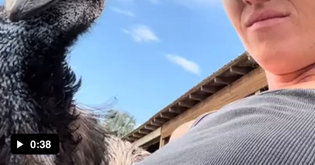 Emmanuel the emu falls asleep to a lullaby - 9GAG