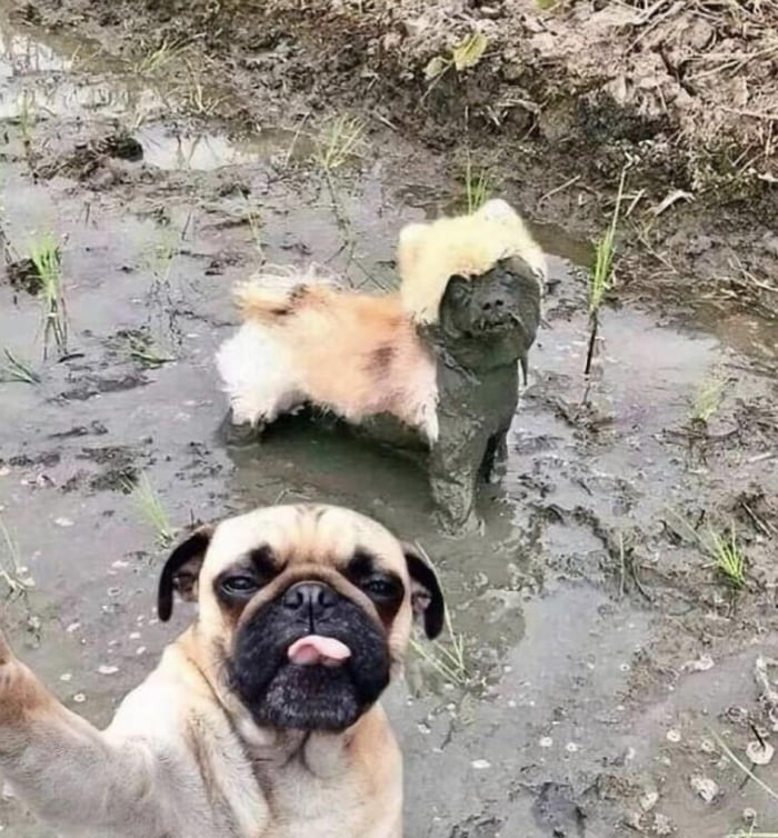 Just taking a selfie with my muddy friend - 9GAG