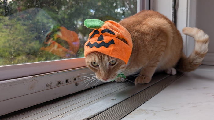 His spooky season costume came in the mail and he is not amused 😹 - 9GAG