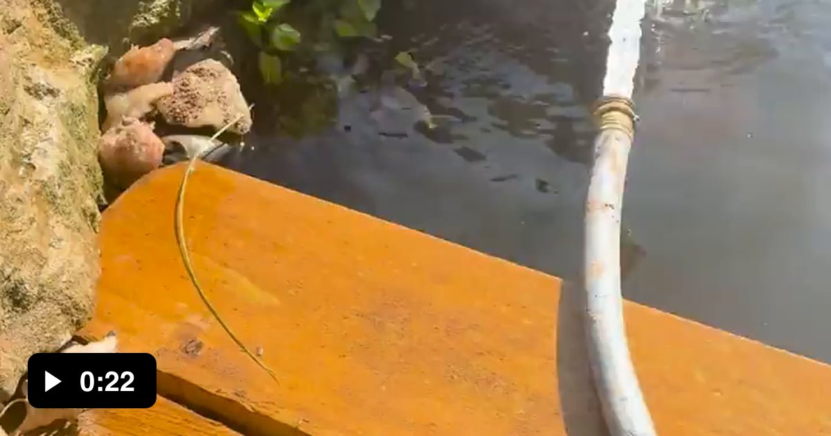 So many teeth. So much chomp. - 9GAG