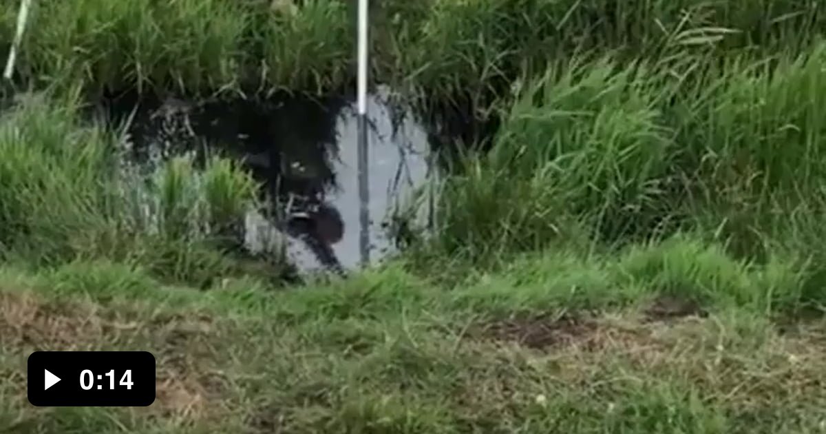 Pole vaulting gone wrong - 9GAG