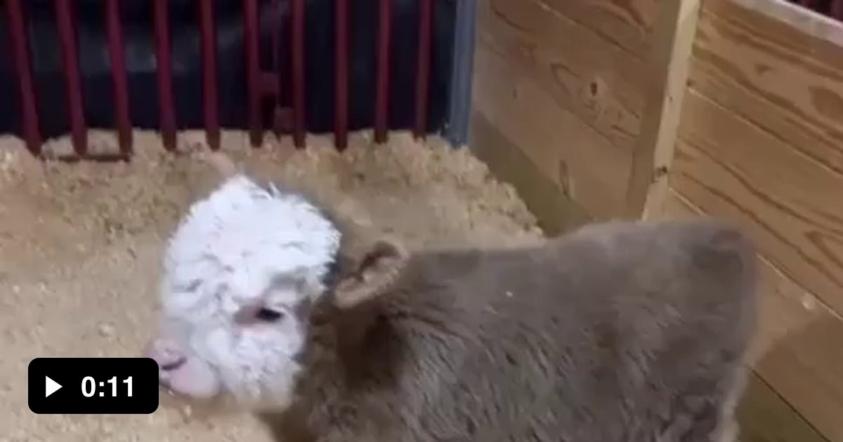 Baby Moo - 9GAG