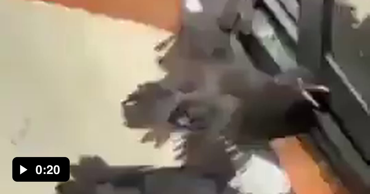 These Birds Saw A Person Feed An Injured Bird, So They All Started Pretending To Be Injured As ...