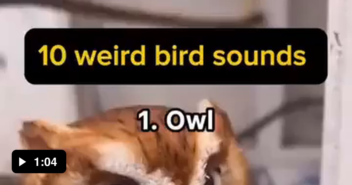 10 weird bird sounds - 9GAG