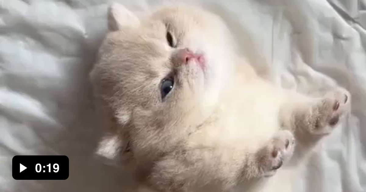 Look at this adorable little floof 🥰 - 9GAG