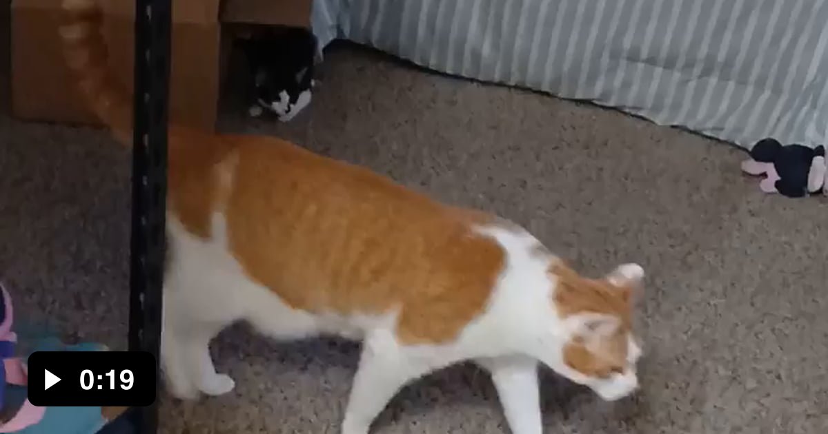 She is the master of sneak attacks! - 9GAG