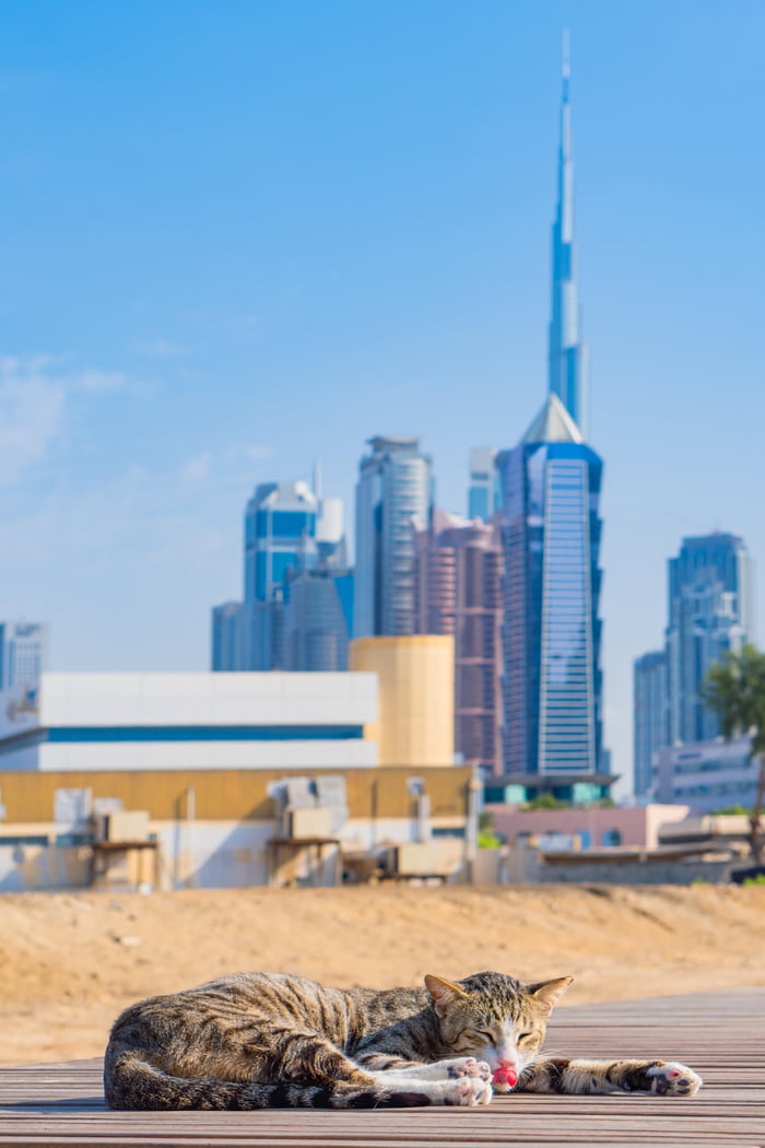 Cat just chilling - 9GAG