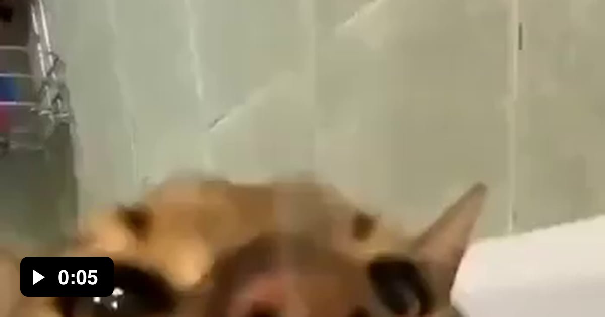 Whose cat does that? - 9GAG