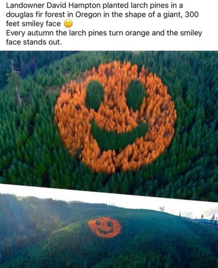 This forest is always happy in the fall. - 9GAG