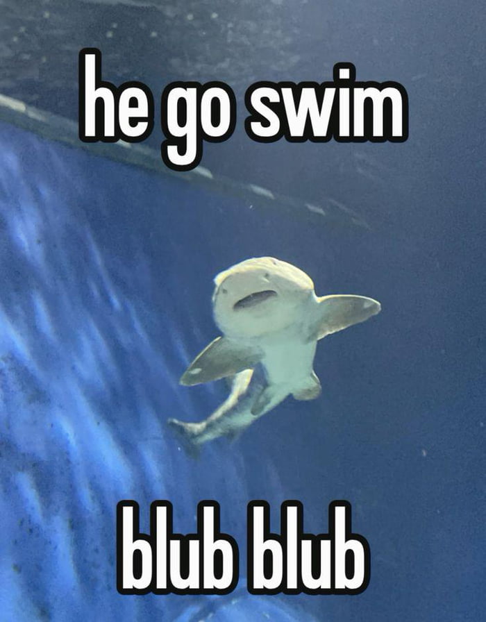 Random shark meme - 9GAG