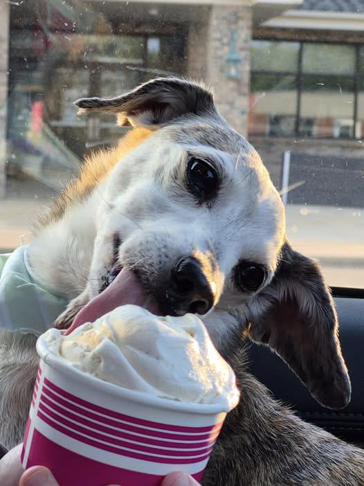 How about a Pitbull/Weiner Dog mix eating ice cream? - 9GAG