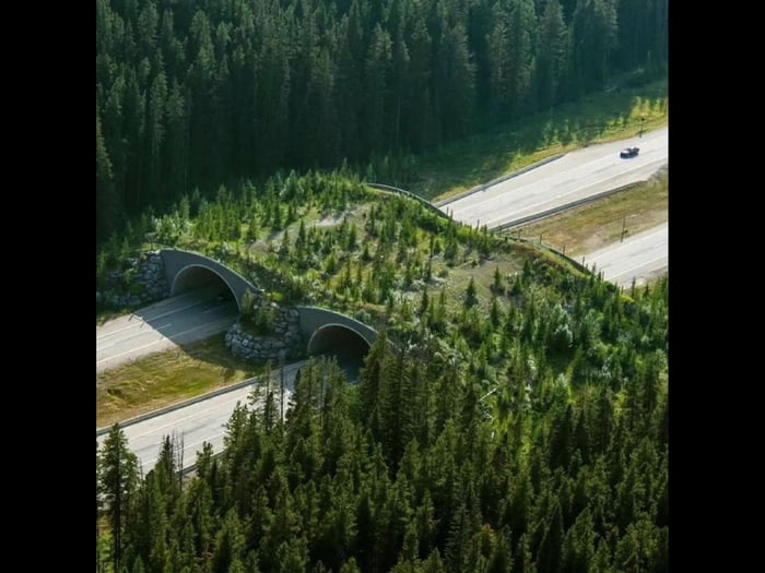 The Banff Wildlife Crossing Project in Alberta, Canada, is essentially ...