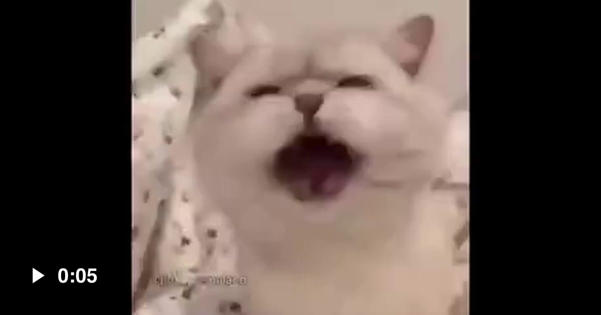 HERE'S A MF CAT! - 9GAG