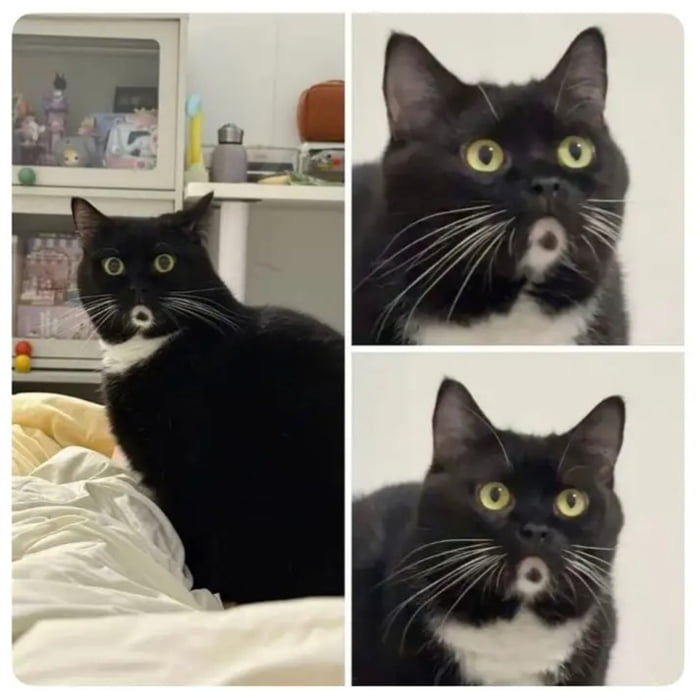 Surprised catto is surprised - 9GAG