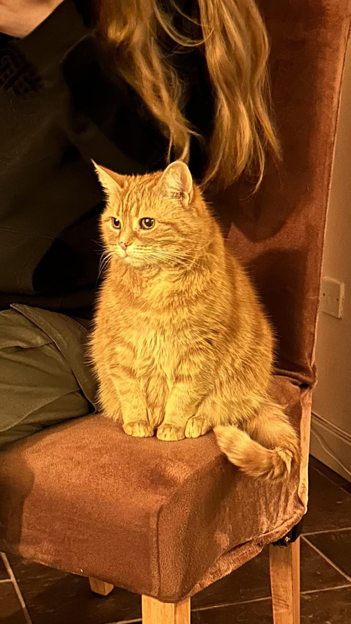 I just realised I've never shared my childhood cats - 9GAG