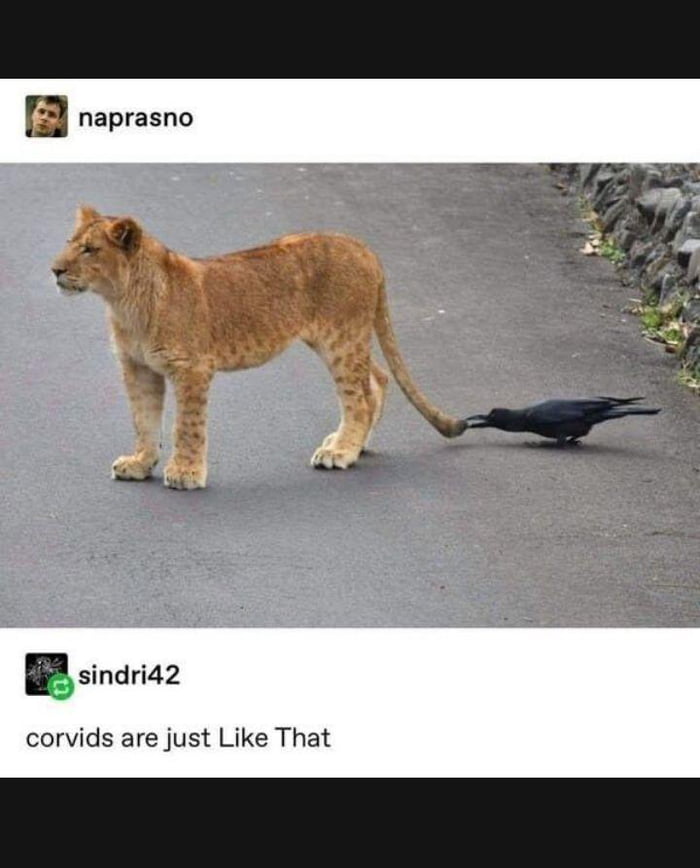 Silly bird go chomp. 🐦🦁 - 9GAG