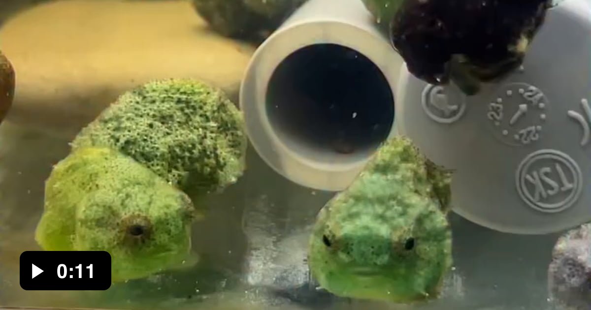 This Lumpfish, "Yes, yes, I'm flying............ oh darn!" - 9GAG