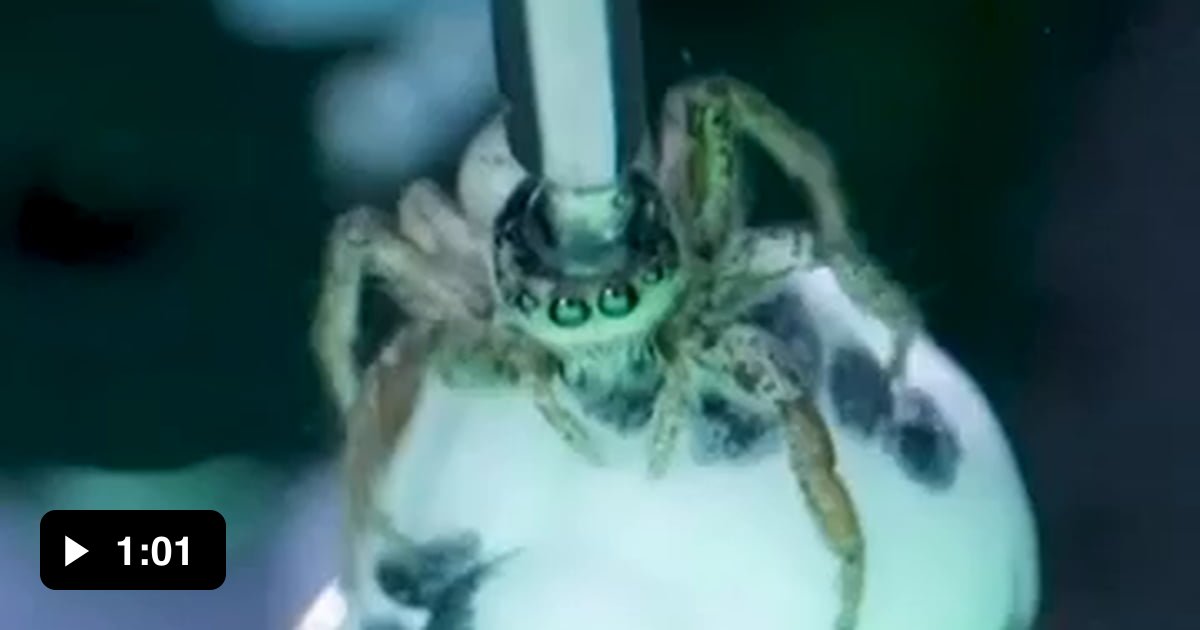 Spider lives matter - 9GAG