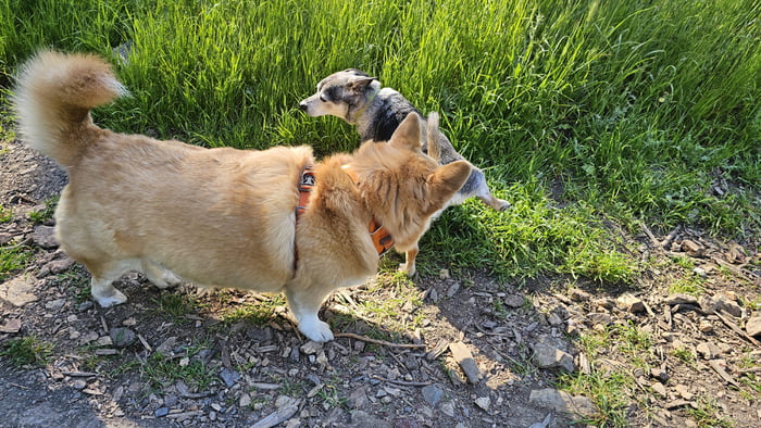 Came across this siborgi this morning - 9GAG