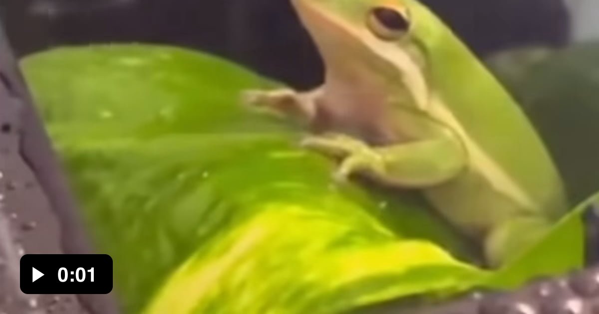 Frog Wednesday - 9GAG