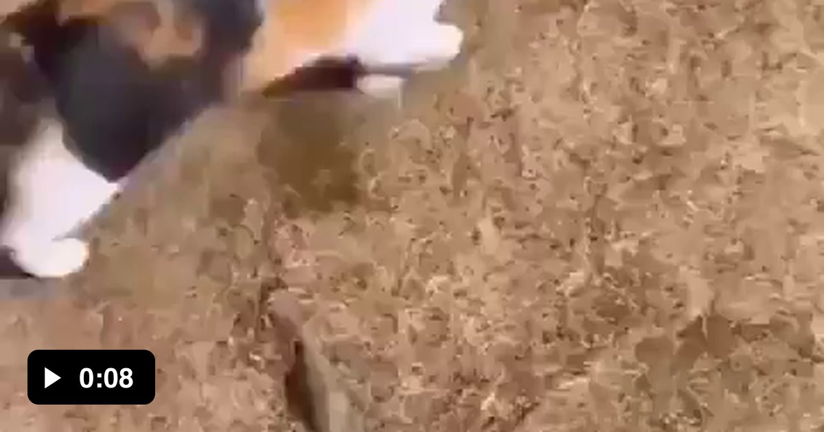 Who you gonna call when your frisbee is up a tree? - 9GAG