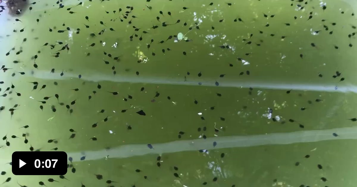 Soon to be frogs... - 9GAG