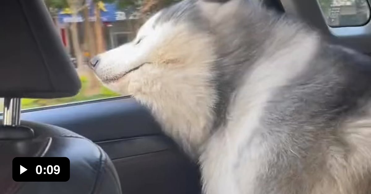 Aerodynamic Dog - 9GAG