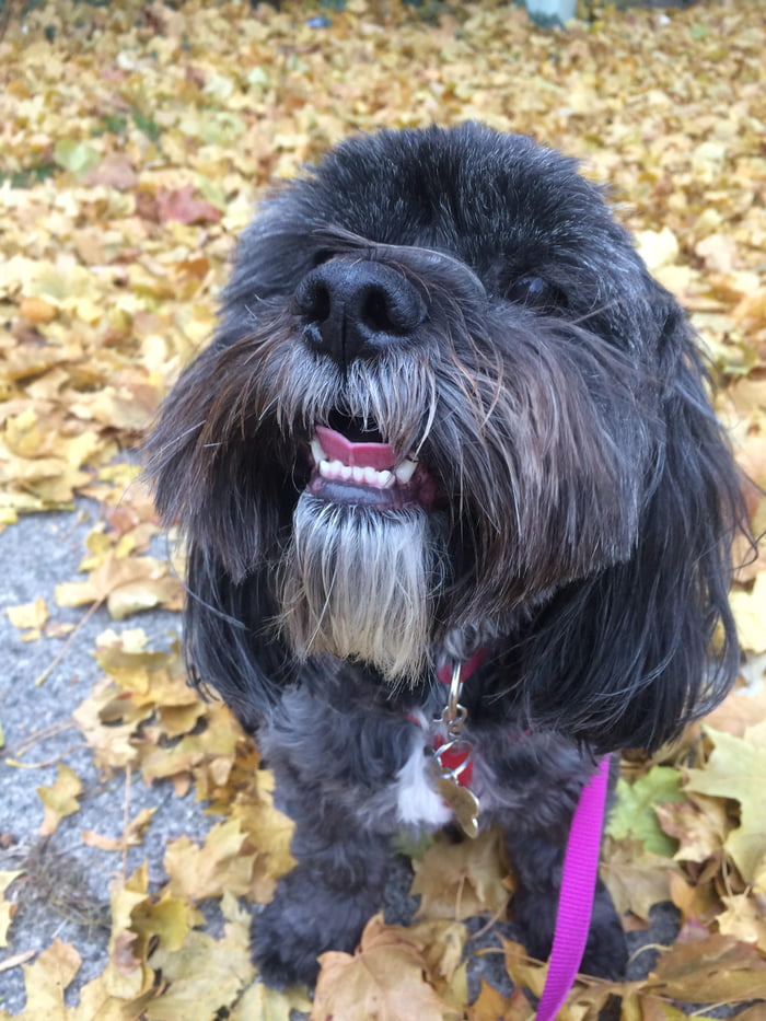 Old doggo loves to go on slow zooms - 9GAG