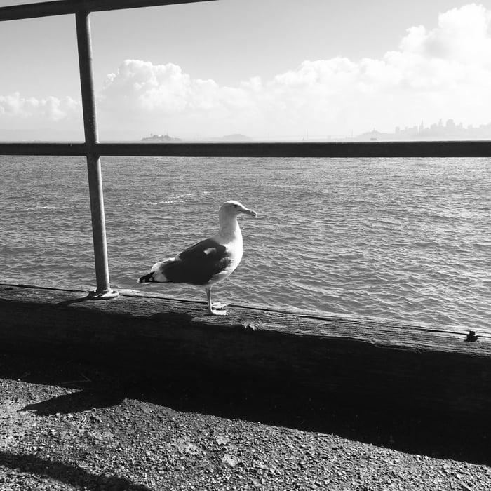 San Francisco Seagull - 9GAG