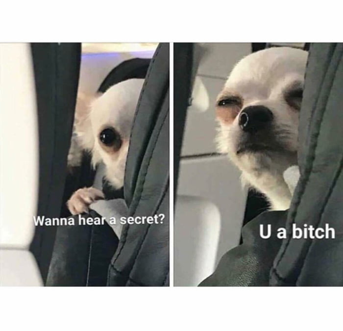 You a b*tch! - 9GAG