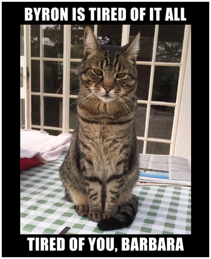 Judgey cat is judgey. - 9GAG