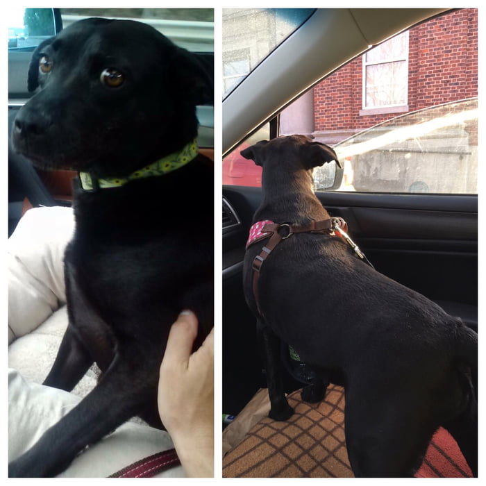 Apprehensive first ride together vs excited doggy ride to the park ...