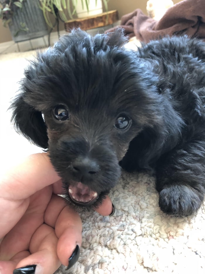 Little bitey pupper - 9GAG
