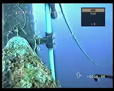 Commercial diver barely manages to fend off vicious sea turtle. - 9GAG